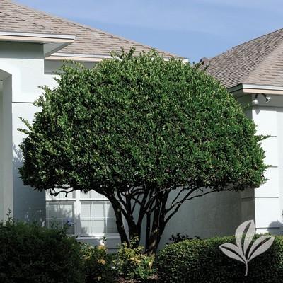 Smith's Gardentown - Waxleaf, Ligustrum Patio Tree, 7 Gal